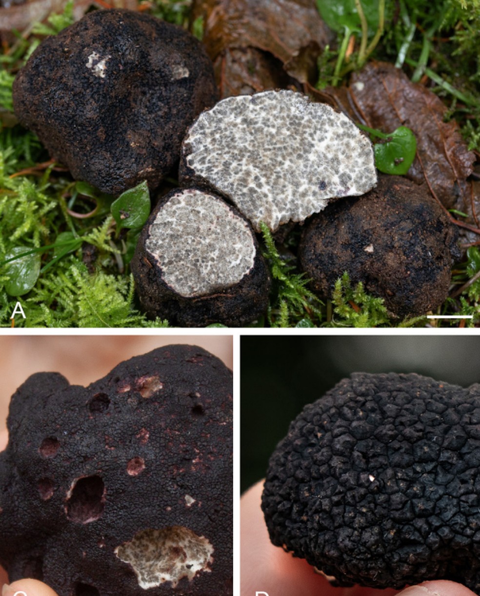 Como cães farejadores ajudaram a encontrar 3 novas espécies de trufas