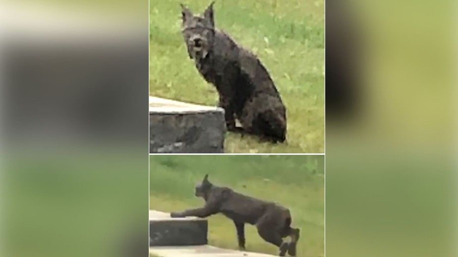 Raro lince-do-canadá com pelagem preta é gravado pela primeira vez ...