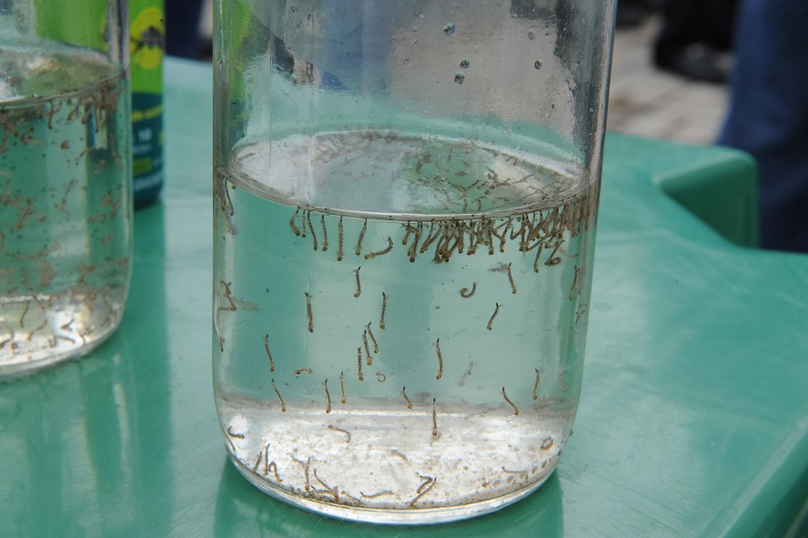Água sanitária pode ser eficaz contra larvas de Aedes egypti, diz ...