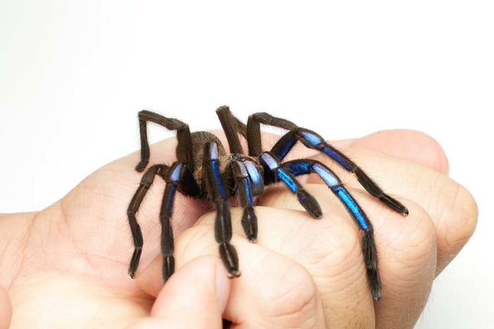 Nova espécie de tarântula 'elétrica' azul é descoberta na Tailândia
