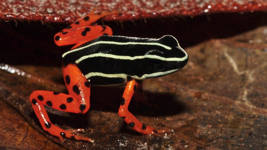 Distribuição de sapo venenoso na Amazônia é mais restrita do que se pensava