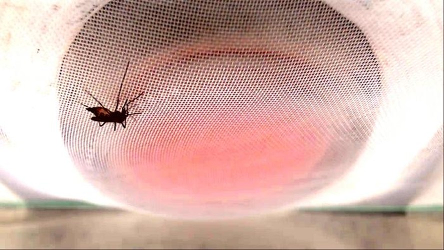 Mosquitos podem se sentir atraídos pelo cheiro de repelentes; estudo
