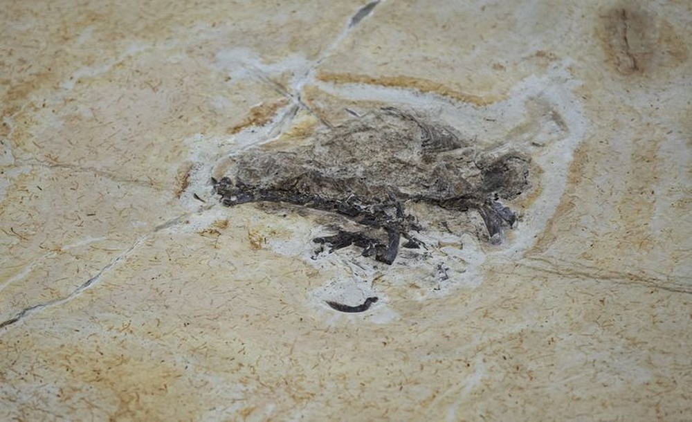 Alemanha devolve fóssil Ubirajara jubatus ao Cariri cearense ...