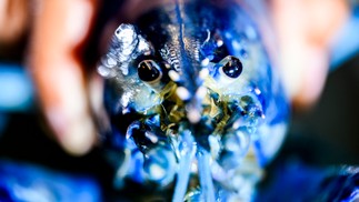 Lagosta azul brilhante rara é capturada nos EUA; veja vídeo | Biologia ...