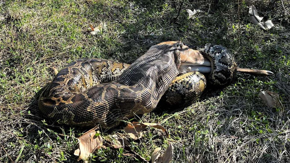 Píton gigante abre a boca 24 cm para engolir veado inteiro; veja imagens