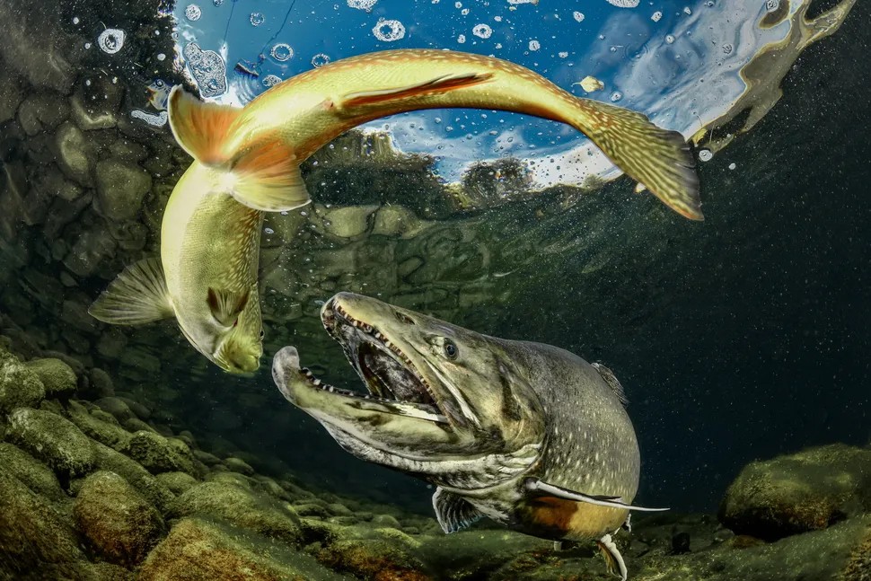 Víbora devorando sapo desesperado é finalista em concurso de fotografia ...