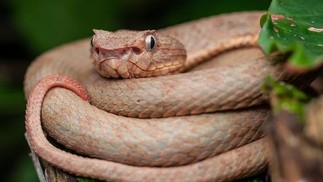 “Deslumbrantes”, 5 espécies de víbora são descobertas na América do Sul
