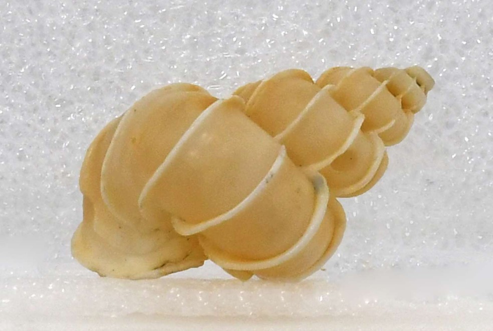 Na Inglaterra, coleção de conchas raras é recuperada após 40 anos