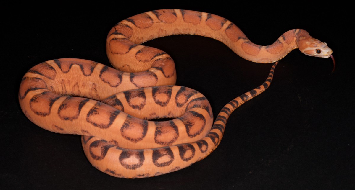 Cientistas criam cobras transgênicas pela 1ª vez para investigar escamas