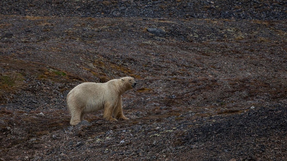 Primeiro urso-polar visto na Islândia desde 2016 é morto a tiros pela ...