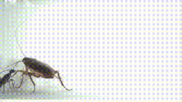 Larvas de vespa parasita podem comer coração de baratas; veja imagens