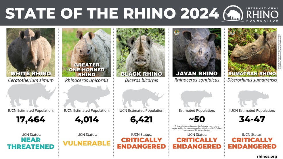 Apenas 50 rinocerontes desta espécie rara sobraram na natureza