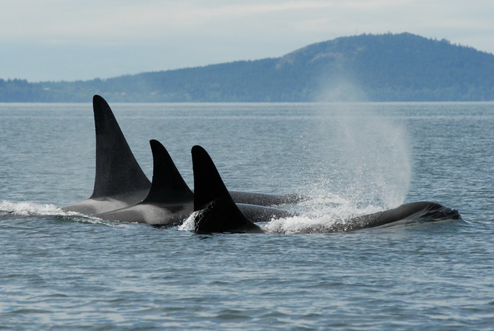 Mães orcas sacrificam sua reprodução para cuidar de filhos machos ...