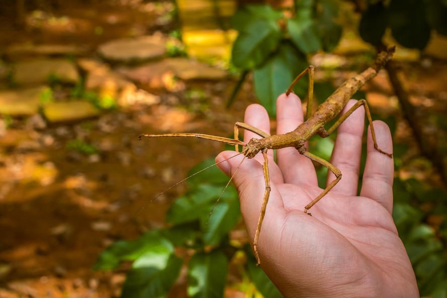 Exposição científica em São Paulo explora importância dos insetos ...