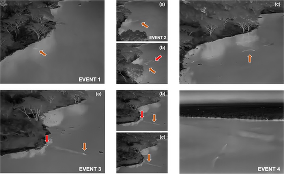 Dupla de leões nada 1.5 km por rio cheio de predadores e quebra recorde ...