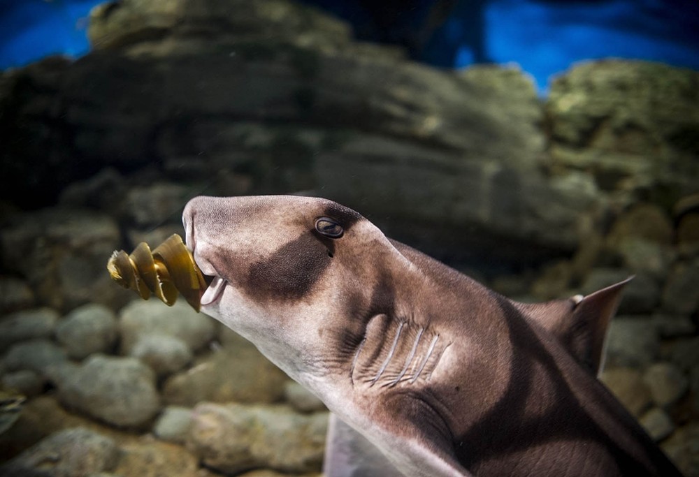 Robô flagra 'festa do pijama' de tubarões-fêmea na Austrália; assista