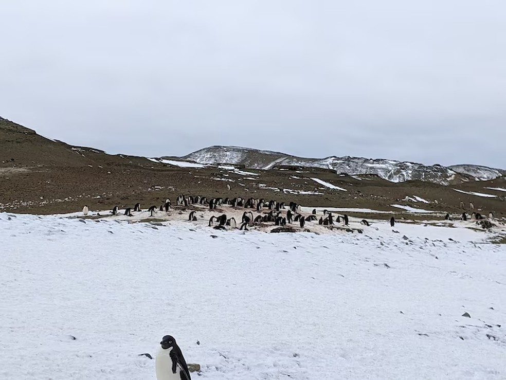 Como o cocô de pinguim pode formar nuvens na Antártida (e atenuar a ...
