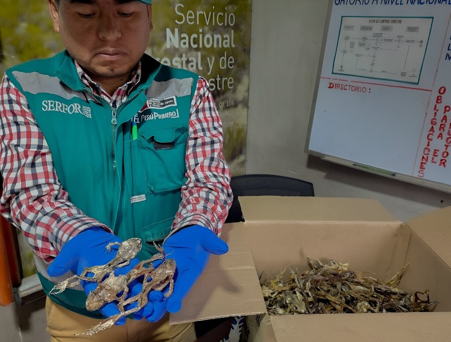 “Viagra dos Incas”: Peru apreende centenas de rãs usadas como afrodisíacos