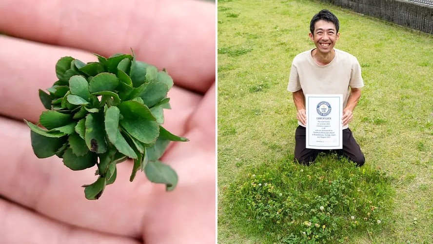 Japonês cultiva trevo recorde de 63 folhas e entra para o Guinness ...