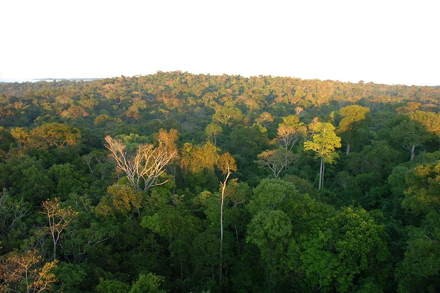 Como destravar o potencial de restauração florestal da Amazônia