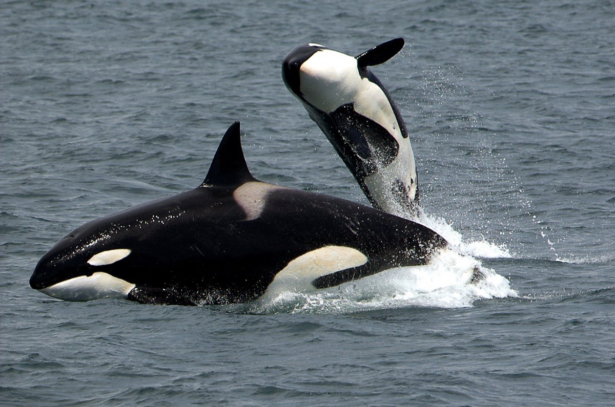 Orcas podem caçar em pares para capturar mais presas, diz estudo