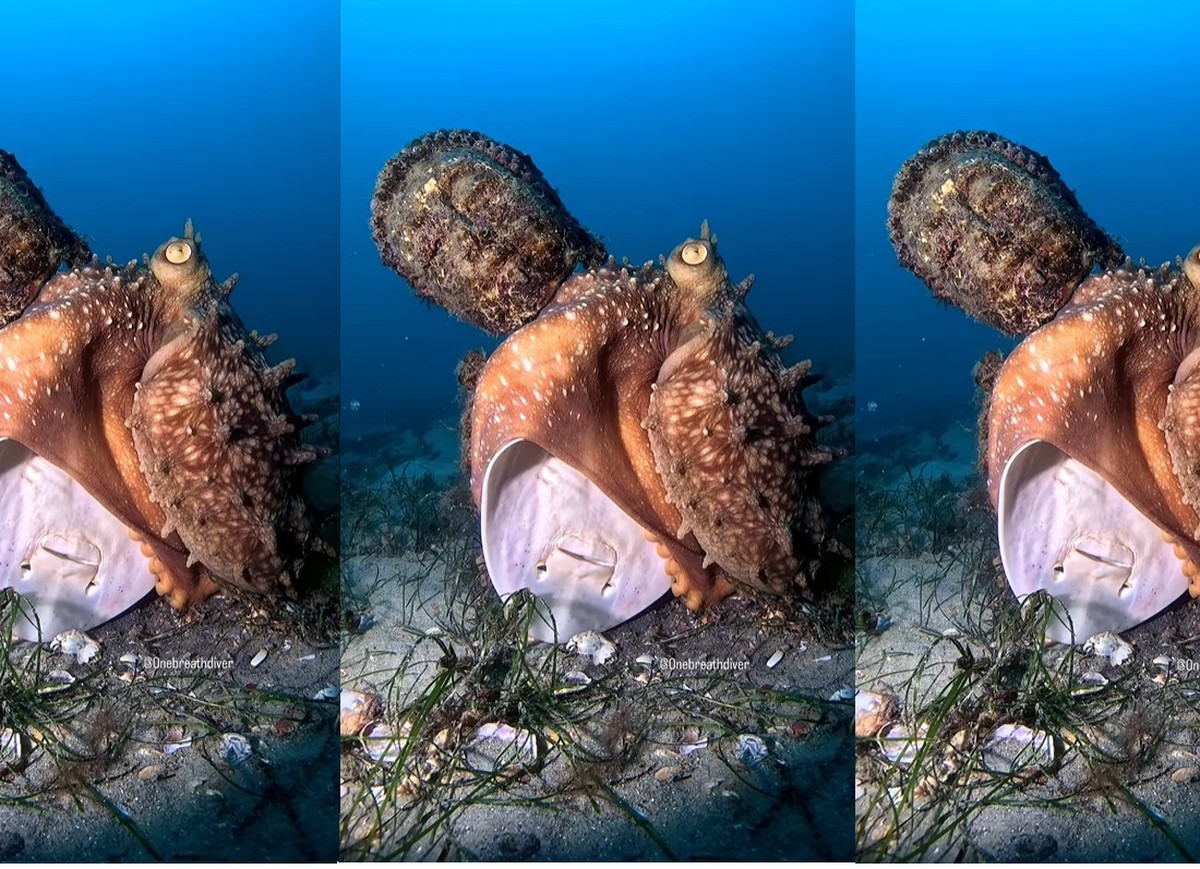 Olho maior que a boca? Polvo gigante tenta comer raia e trazê-la para ...
