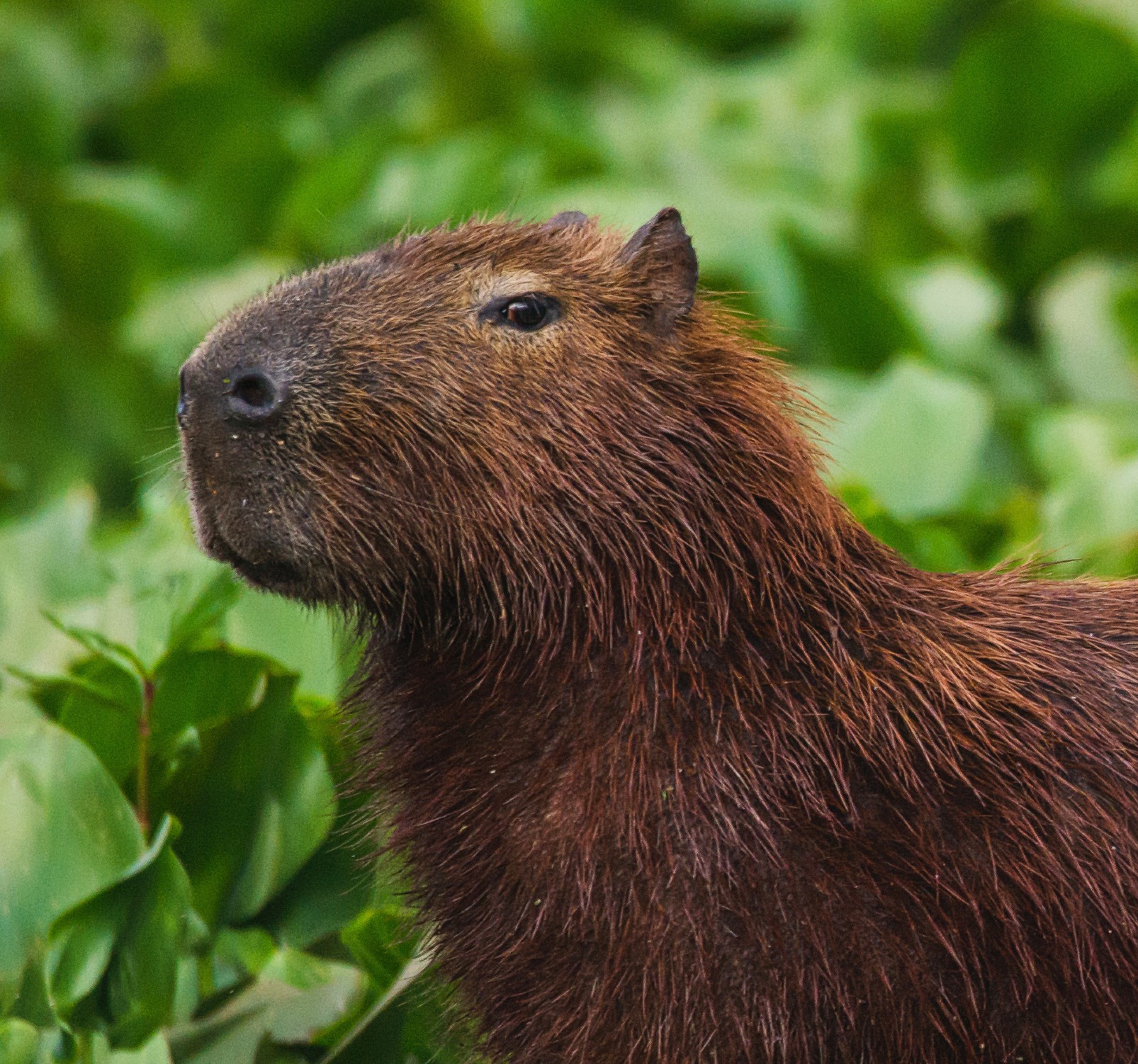 Capivaras: entenda as medidas de proteção ao animal silvestre no Brasil
