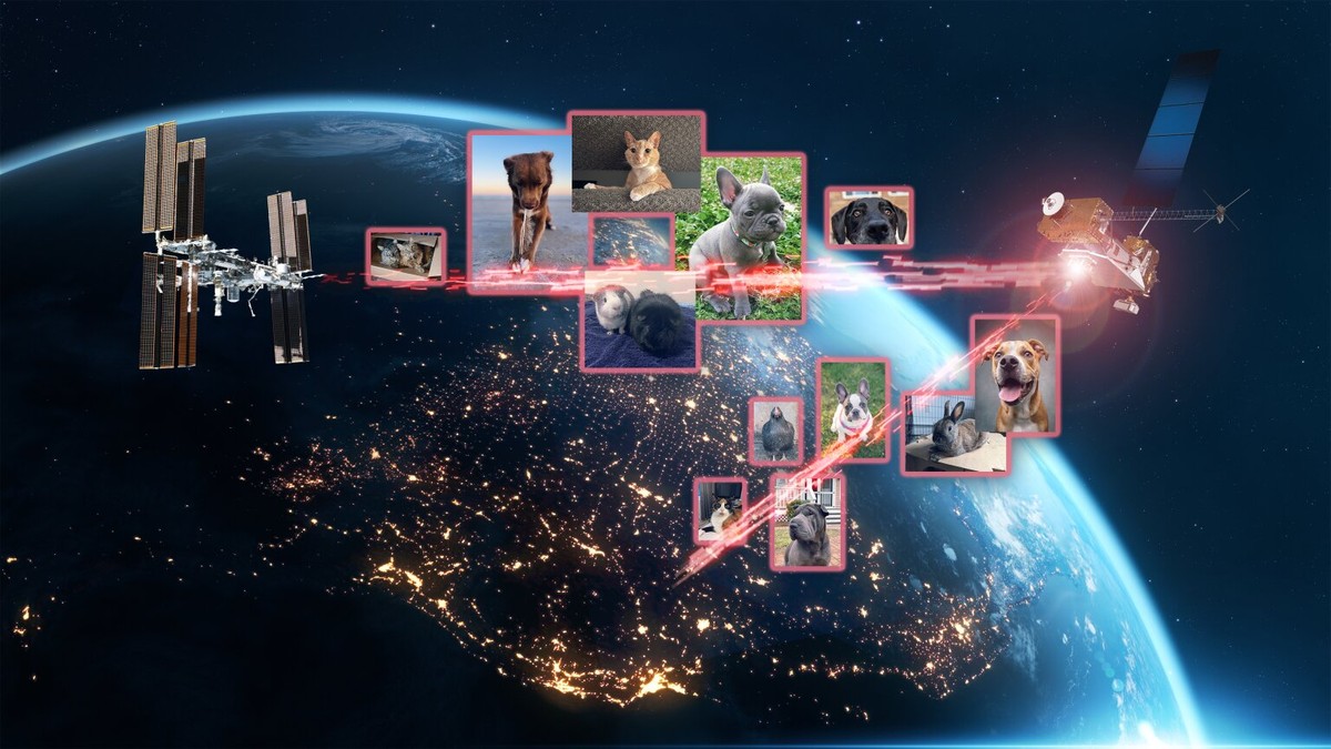 Astronautas da Nasa usam laser para enviar fotos de seus pets ao espaço
