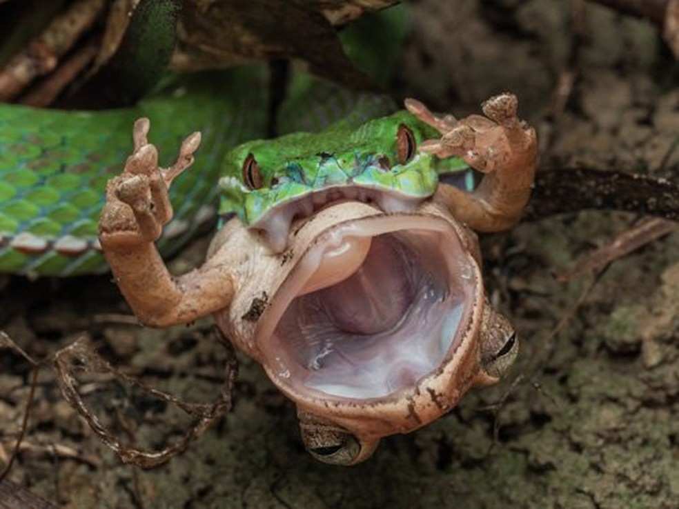 Víbora devorando sapo desesperado é finalista em concurso de fotografia ...