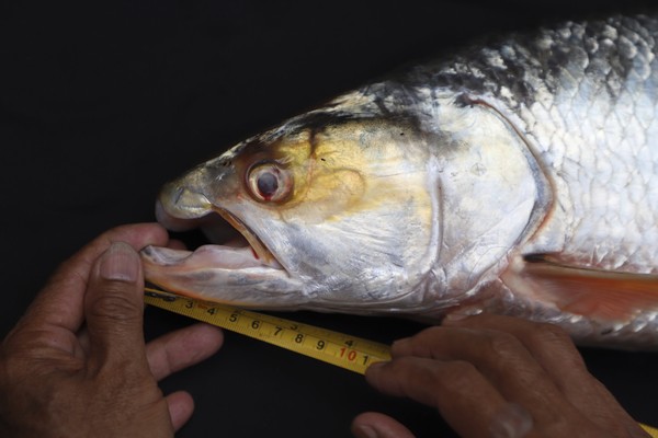 Peixe 'fantasma' gigante que não é avistado há 19 anos reaparece no Camboja