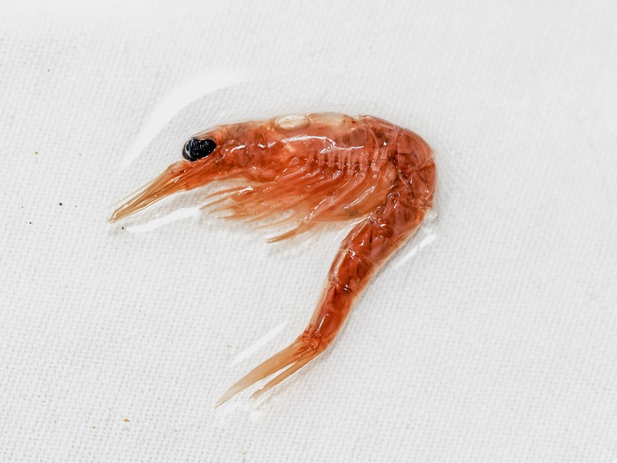 Animais marinhos ingerem microplástico na Antártida desde os anos 1980 ...