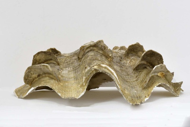 Na Inglaterra, coleção de conchas raras é recuperada após 40 anos ...