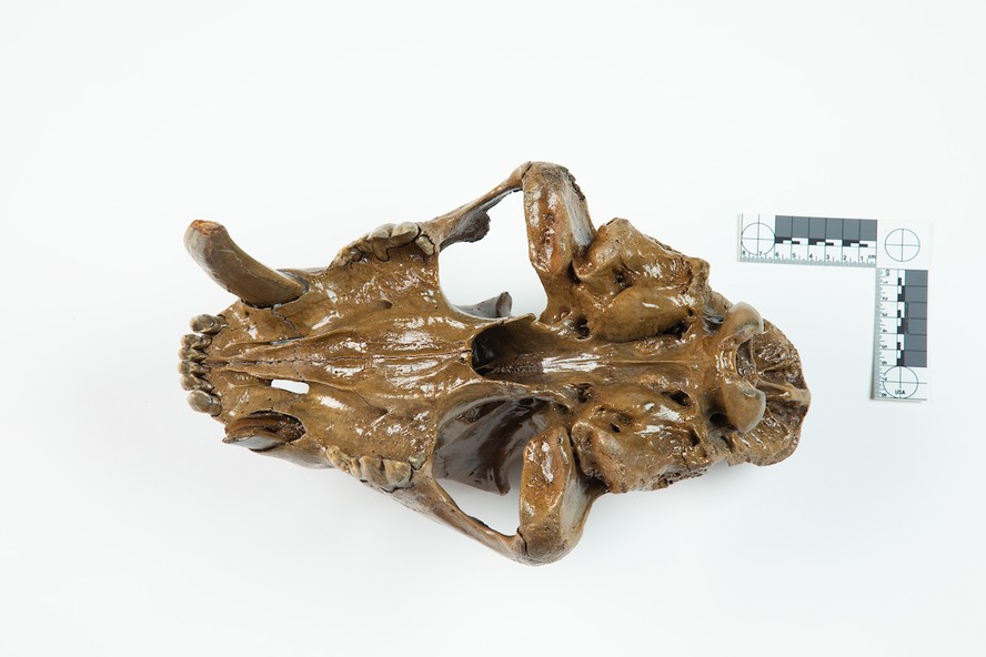 Esquilo Dente De Sabre Verdadeiro