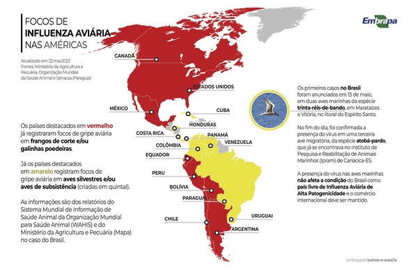 Gripe aviária: 4 perguntas para entender por que ela é uma emergência