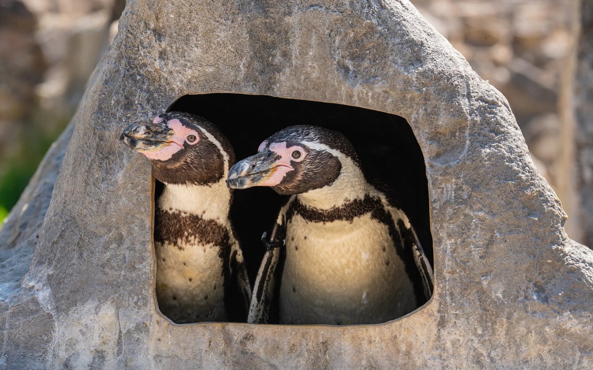 Casal gay de pinguins choca ovo e faz filhote raro nascer na Inglaterra