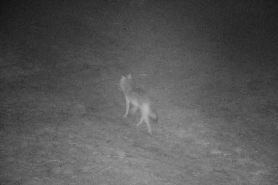 Lobo mau tem medo dos humanos, revela estudo na Polônia