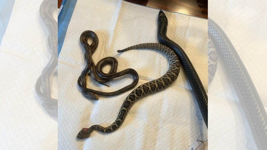 Cobra vomita outras duas serpentes menores - uma delas, ainda viva