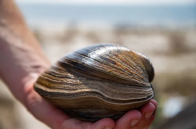 Homem encontra molusco gigante de 200 anos em praia da Flórida