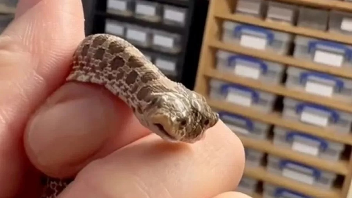 Rara cobra de duas cabeças nasce em petshop na Inglaterra; veja vídeo