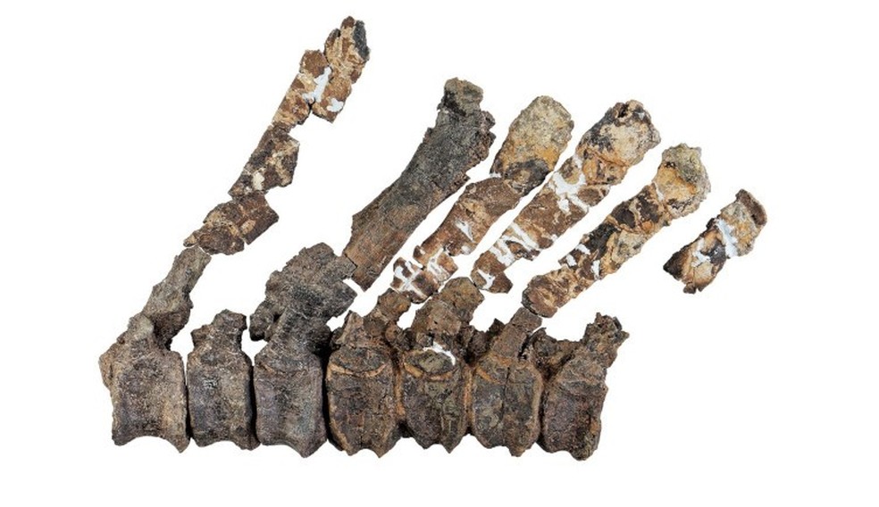 Fóssil de dinossauro que estava enterrado em penhasco pertence a ...