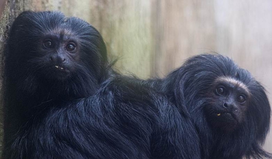 Zoológico de São Paulo apresenta dois novos filhotes de micos-leões ...