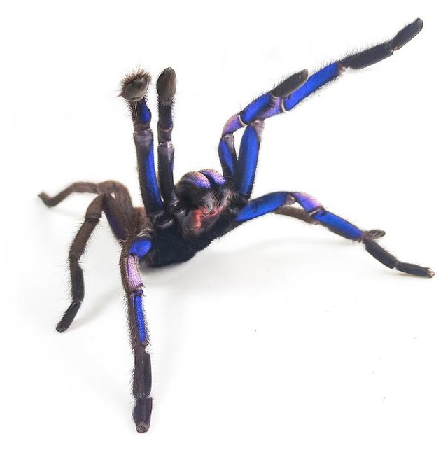 Nova espécie de tarântula 'elétrica' azul é descoberta na Tailândia