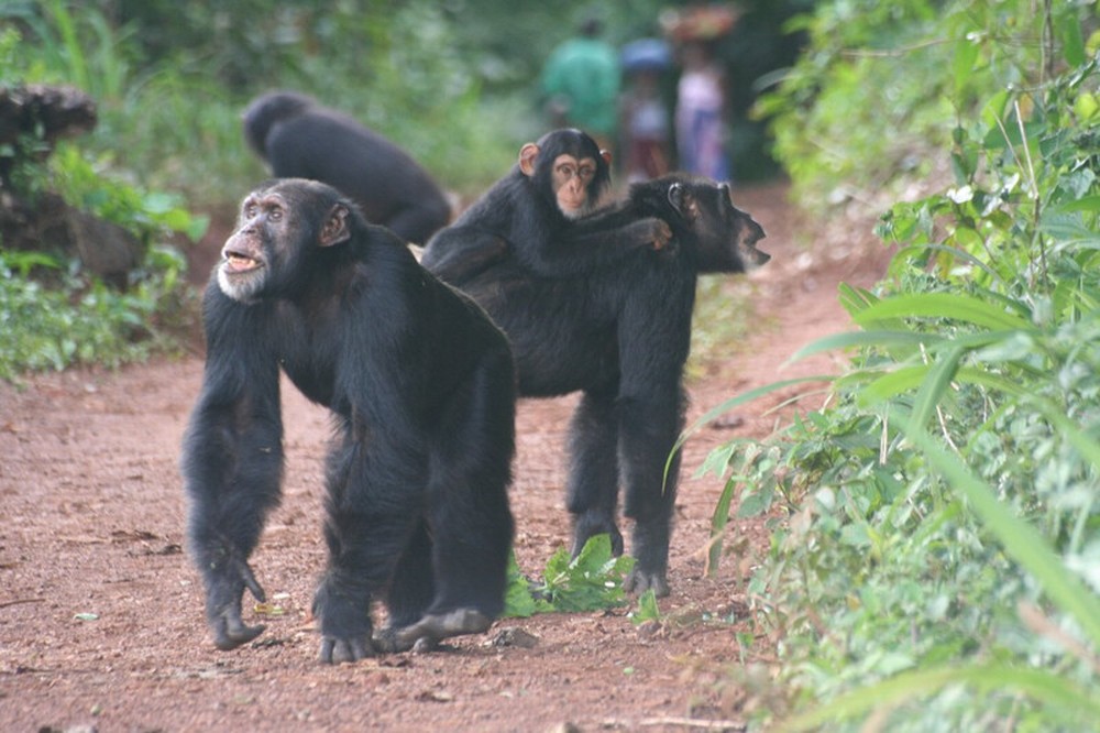 Mineração afeta mais de um terço dos grandes símios da África | Um Só ...
