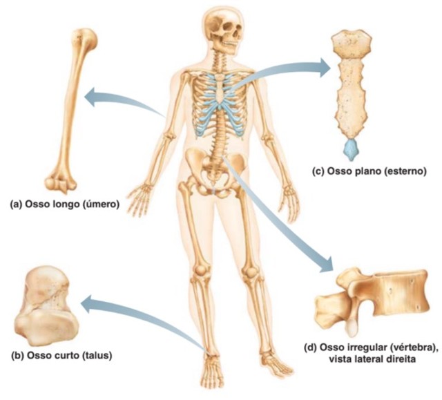 O corpo humano tem quantos ossos? Conheça os principais