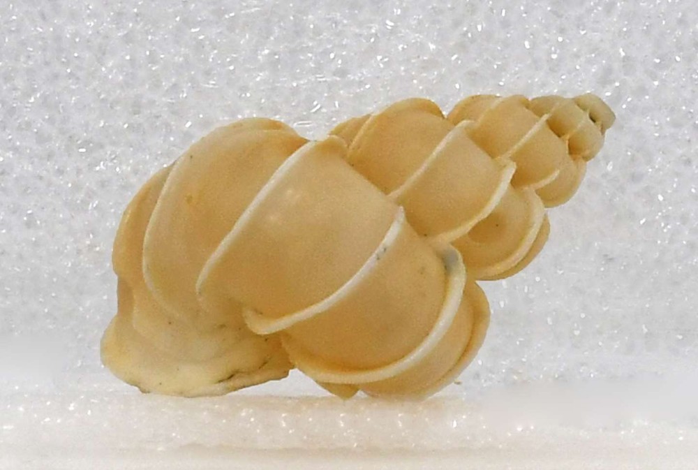 Na Inglaterra, coleção de conchas raras é recuperada após 40 anos