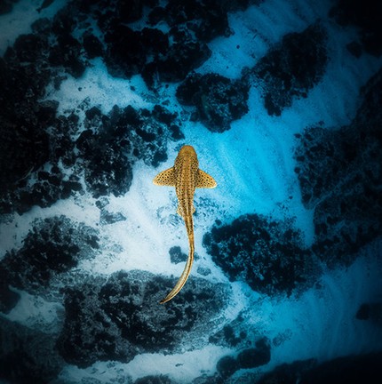 Prêmio escolheu fotos de tubarões mais incríveis de 2025; veja 8 vencedores