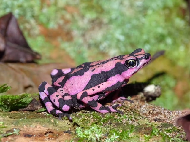 Como os sapos-arlequim evidenciam a gravidade da extinção de anfíbios