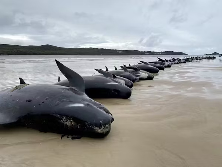 Por que deixar carcaças de baleia à deriva é uma boa ideia, segundo ...