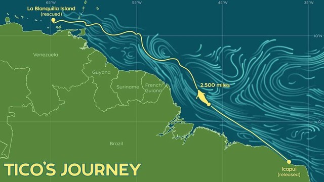Do Ceará ao Caribe: estudo reconta história de Tico, peixe-boi que ...