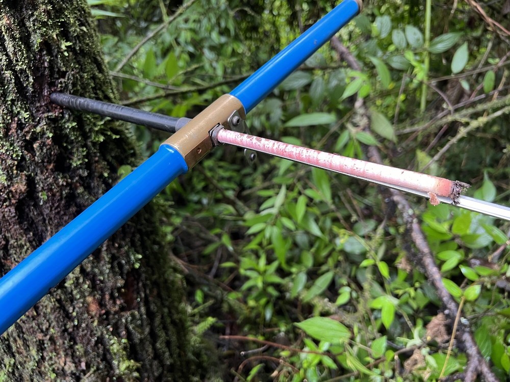 O que revela estudo que analisou marcas ambientais em anéis de árvores ...